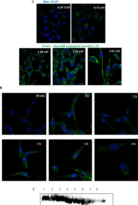Internalization Of Chimeric Vlps By Hela Cells A Download