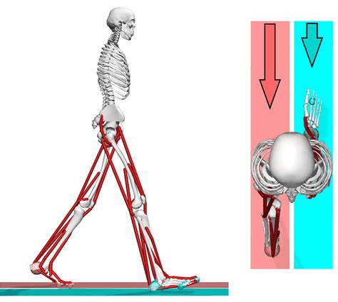 mark price phd split belt treadmill gait simulations