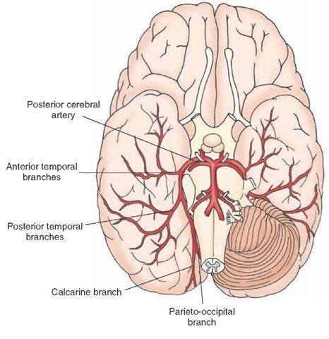 Major Branches Of The Posterior Cerebral Artery These Include The Anterior And Posterior