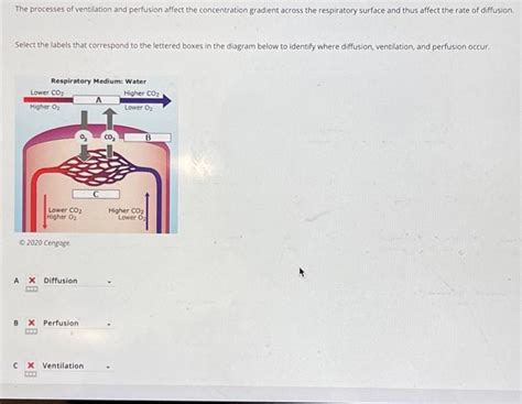 Solved The Processes Of Ventilation And Perfusion Affect The