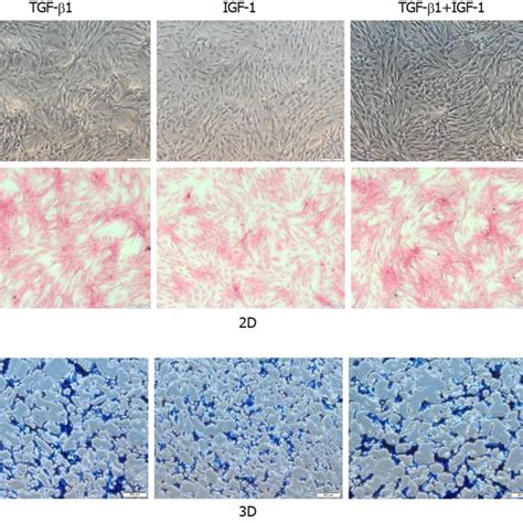 A 3d Culture System Based On A Type I Collagen Sponge Scaffold A Type Download Scientific