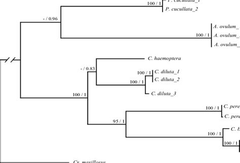 maximum likelihood phylogram 1 000 bootstrap replicates based on 15