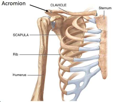 Hbio Pre Lab Quiz 2 Flashcards Quizlet