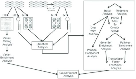 Functional Genomic Data Generated And Analysis Workflow Flow Chart Download Scientific Diagram