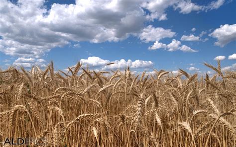 Житни класове Равнини и полета Dsc10591 снимки от Aldipics