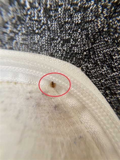 Do Bed Bugs Hide In Clothes At Jorge Damon Blog