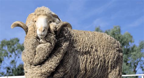 Merino Wool The Ultimate Natural Performance Fabric