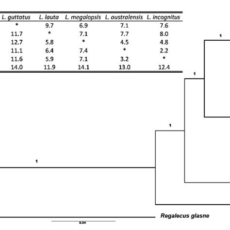bayesian tree of combined dna sequence data coi cytb rag2 from hyde