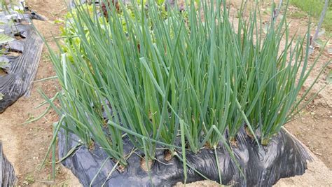 대파 씨앗 파종시기 모종 심기 집에서 대파 키우기 네이버 블로그