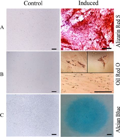 Tri Lineage Differentiation Potential Of Ec Msc At P3 Extracellular Download Scientific