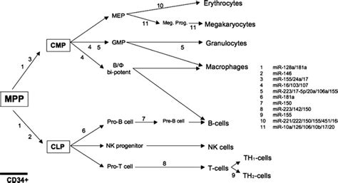 Rnas Involved In Human Hematopoiesis And Their Role In The Various Download Scientific Diagram