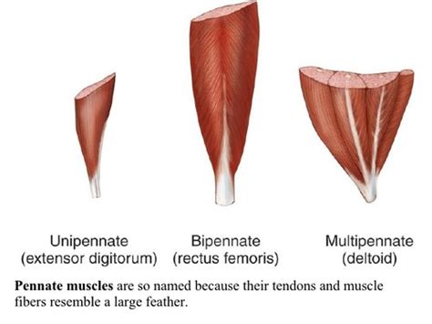 Pennate Muscle