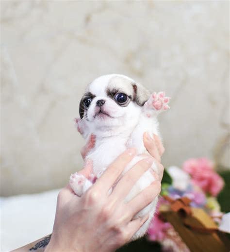 퍼그 분양 강아지분양 도그마루 중형견