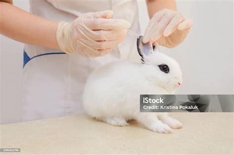 여성 수의사가 팬더 눈을 가진 흰 토끼의 귀에 방울을 넣습니다 토끼 귀 질병 중이염 귀 진드기의 치료 가축에 대한 스톡 사진 및 기타 이미지 Istock