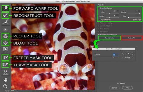 Photoshop Liquify Tool Lasopacricket