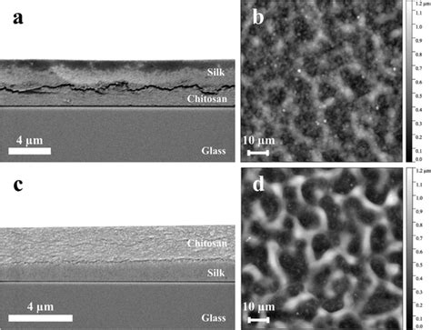 Sem Images Showing The Cross‐section And Surface Morphology Of The