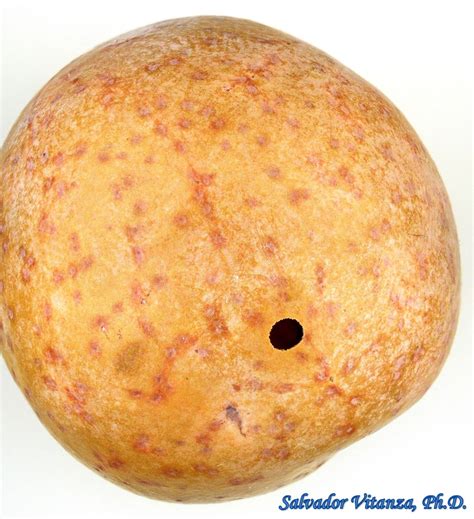 Hymenoptera Cynipidae Atrusca Aggregata Gall Wasps Gall H Urban Programs El Paso County