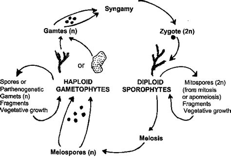 Schematic Representation Of An Alternating Phase Life Cycle In Marine Download Scientific