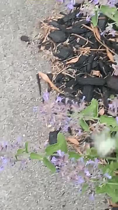 Zachary Phinney On Linkedin Nature Biodiversity City Flowers