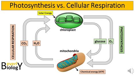 Diagram Of The Process Of Photosynthesis And Cellular Respir