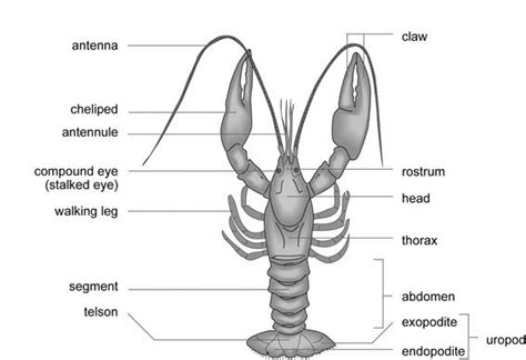 Crustaceans Diagram
