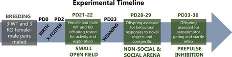 experimental timeline of the procedures download scientific diagram