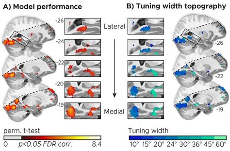 Mapping Directional Tuning Across The Human Cortex N 20 A Tuning Download Scientific