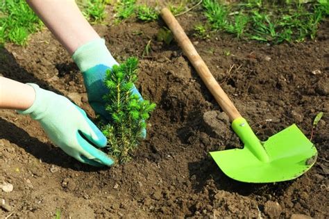 Tree Planting Distance From Property Line Ontario Your Essential Guide To Proper Spacing Curb