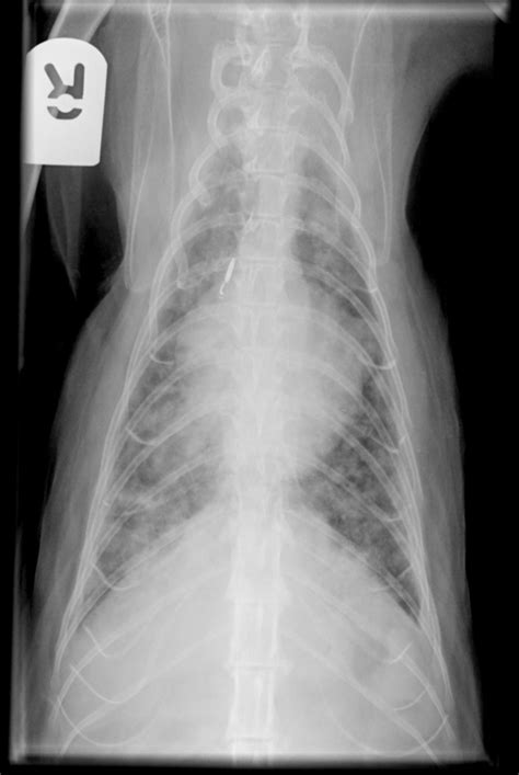 Coughing Dyspnoeic Cat Aavdi