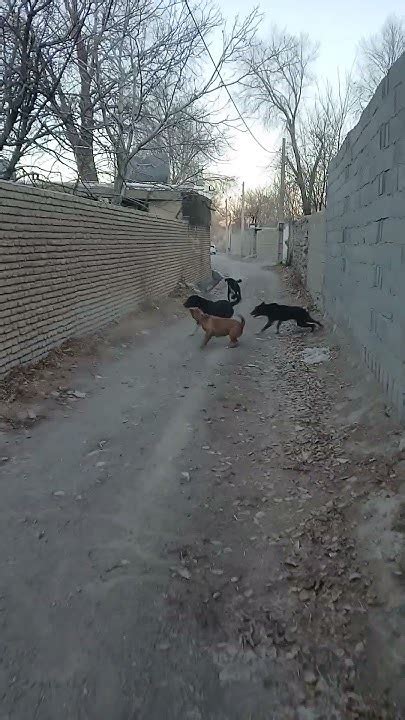 دعوا کردن سگ نگهبان Youtube