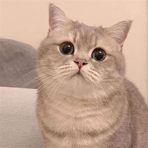 10 ข้อที่คนรักแมวควรรู้ แล้วคุณจะเป็นทาสแมวตลอดไป Blog Walailak