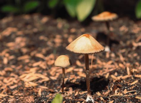 Psilocybin Could Provide Hope For Treatment Resistant Depression