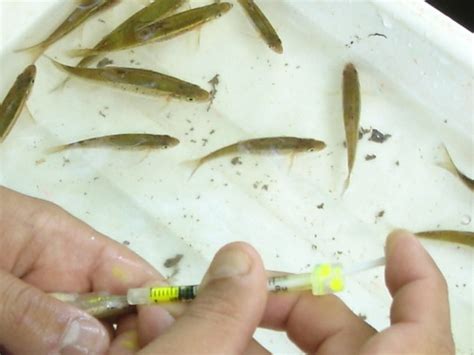 Poesch Ms And Da Jackson 2012 Impact Of Species Specific Dispersal And Regional