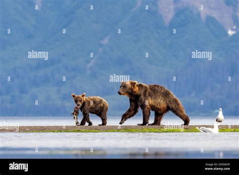 Coastal Brown Bears Mother And Cub With Salmon Brown Bear Bay