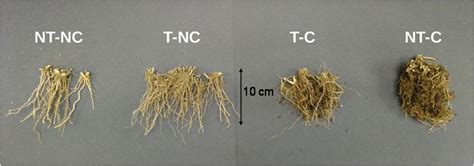Urban Soil Compaction Remediation By Shallow Tillage And Compost In