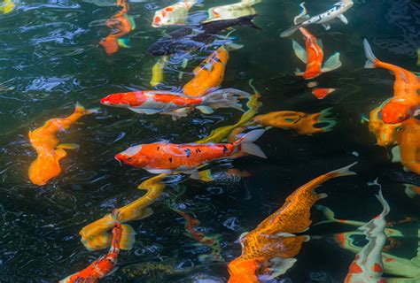 연못에서 음식을 기다리는 다채로운 잉어 물고기 수영은 배경 벽지 화면 보호기 복사 공간 추가 텍스트 일본 전통 예술에 사용할 수 있습니다 건물 외관에 대한 스톡 사진 및
