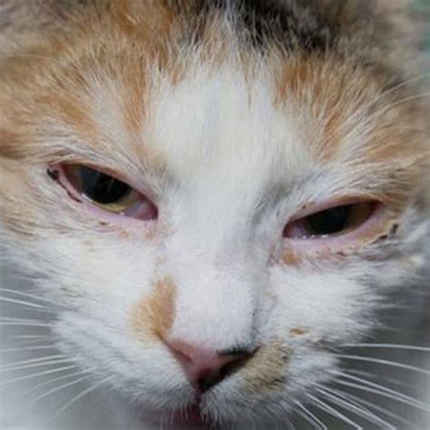 Is Cat Conjunctivitis Serious Diy Seattle