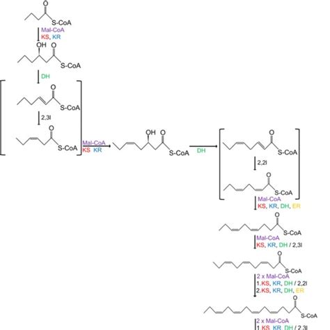 Proposed Polyketide Biosynthesis Pathway Of Epa Formation In Shewanella