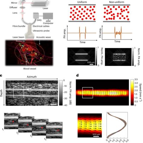 Pavt Vector Flow Maps A Structural Image Top Overlaid Vector Flow Download Scientific