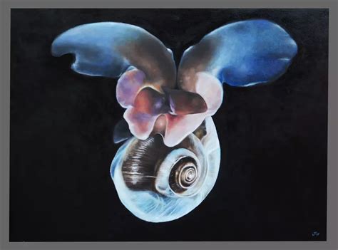 Limacina Helicina Sea Butterfly By Jane Bollmeyer