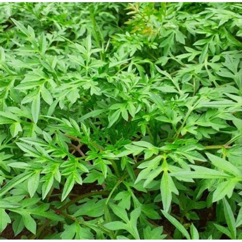 Jual Daun Kenikir Ramidang Pres Pr500g Shopee Indonesia