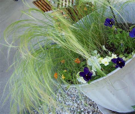 Ponytail Grass So Graceful Bobbing In The Breeze Great In