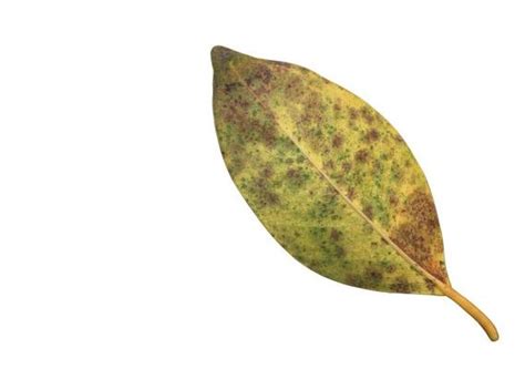 Leaf Disease Stock Photos Images And Backgrounds For Free Download