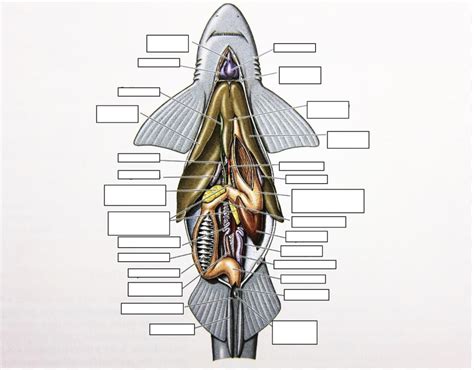 Dogfish Dissection Diagram Quizlet