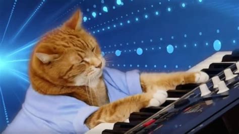 Internet Icon Keyboard Cat Is Dead Remember Him With This Crazy Internet Icon Keyboard Cat Is Dead Remember Him With This Crazy