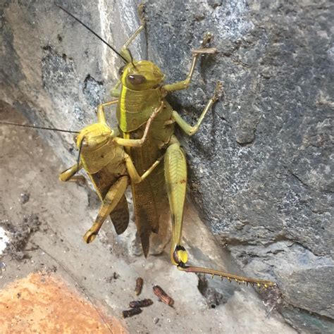 299 Best Java Indonesia Images On Pholder Earth Porn Pics And Nature Is Fucking Lit