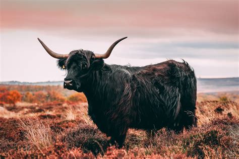 Free Images Vertebrate Horn Mammal Bovine Yak Bull Highland Ox