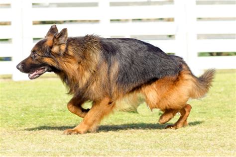 Why Does My German Shepherds Tail Curl