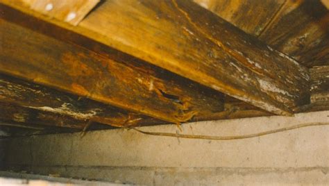American Basement Solutions How To Fix And Repair Floor Joist Rot