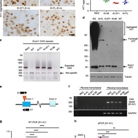 Comparison Of The Expression Levels Of Mutant Htt In Hd Ki Mouse